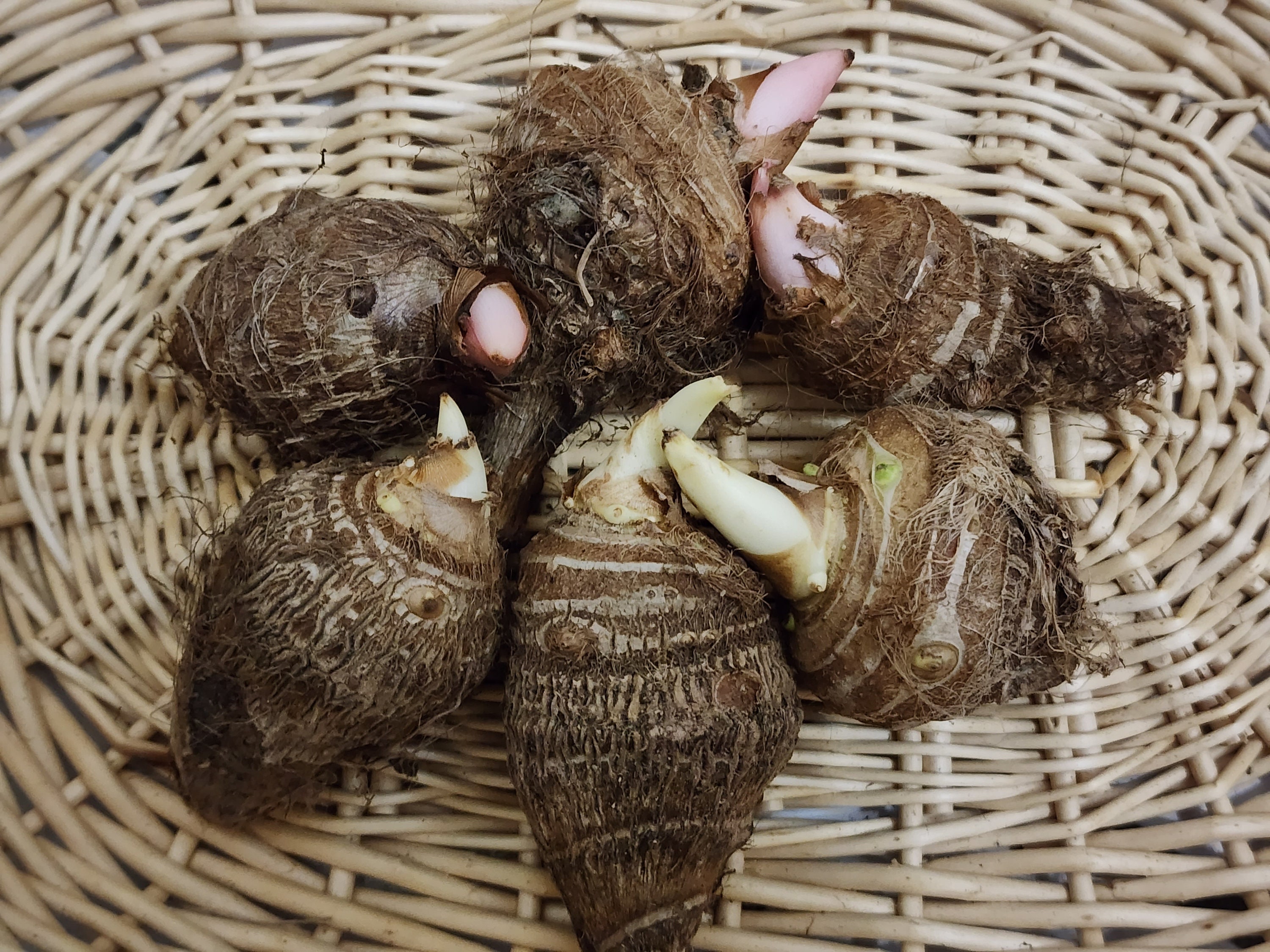 6 Organic Edible Taro Root Bulbs for Planting - Etsy