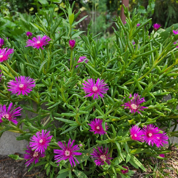 Ice Plants Live - Etsy