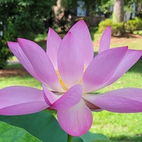 5 Rare Seeds| Prairie Dream Lotus Seeds - Indian Lotus (nelumbo ...