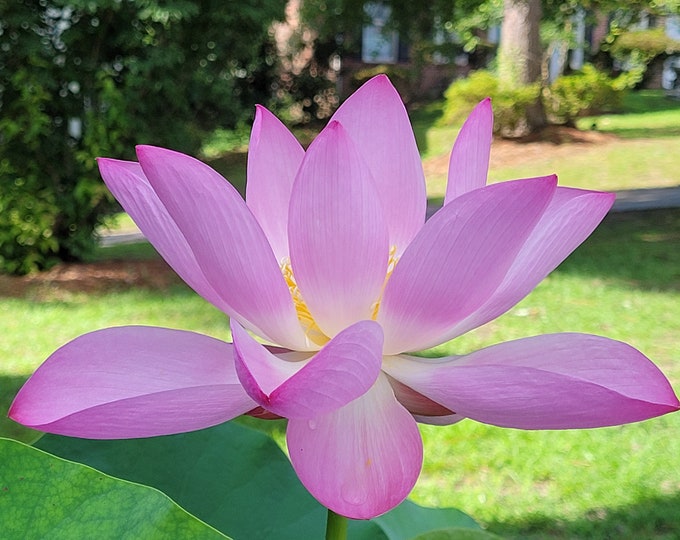 Lotus Tuber for Planting - Etsy