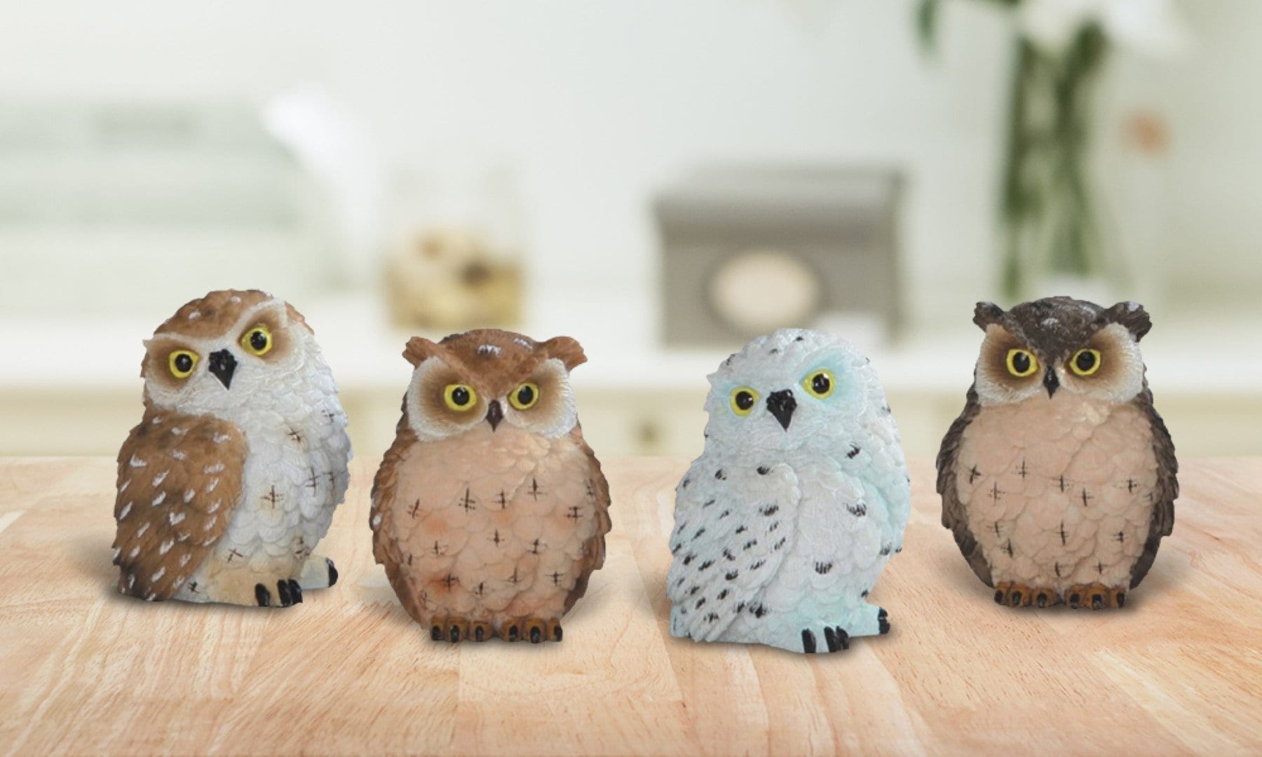 Cute Owl Home Decor