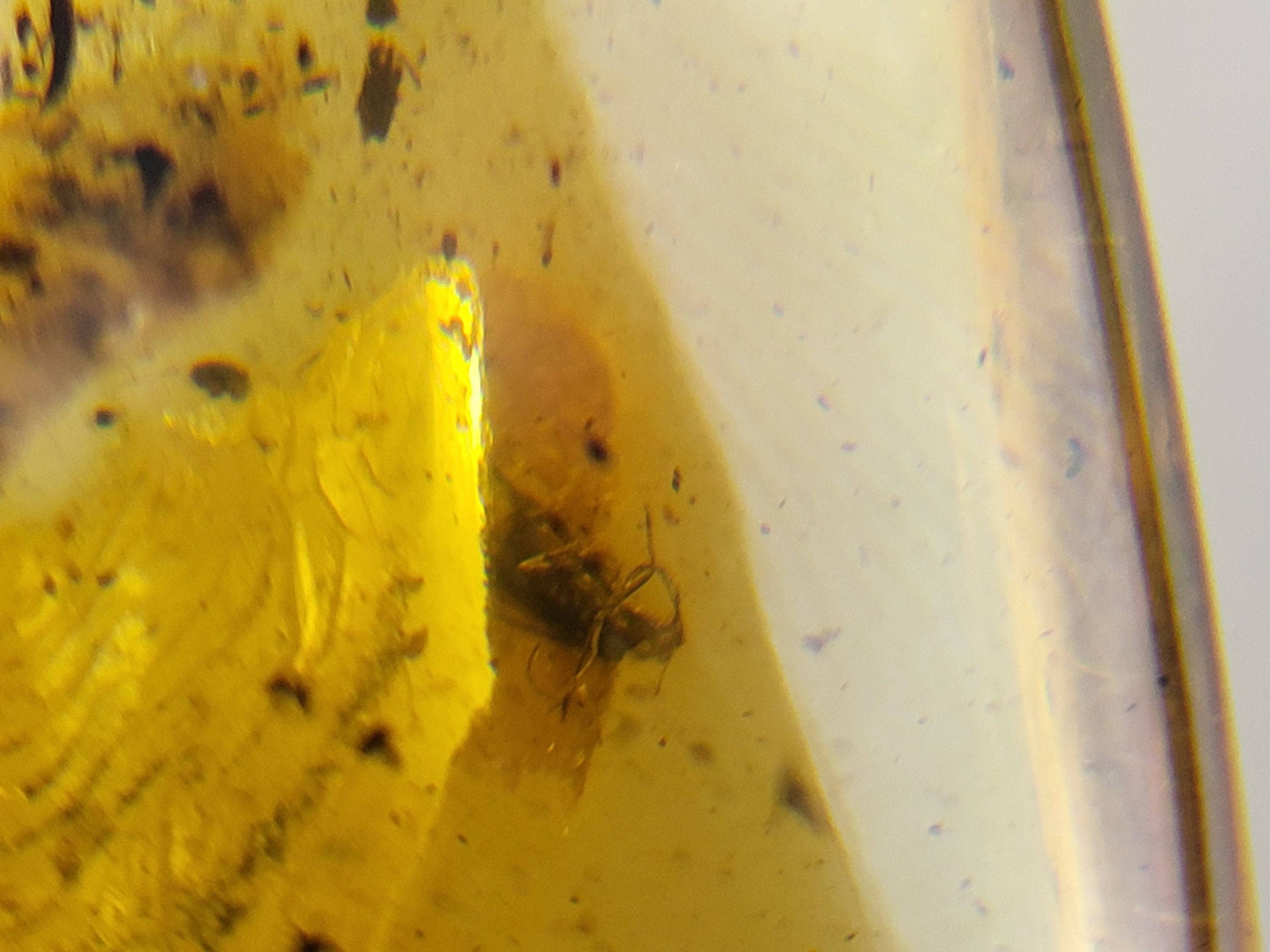 Baltic Amber Stone Inclusion, Mosquito / Bug Inside, Very Rare Amber ...