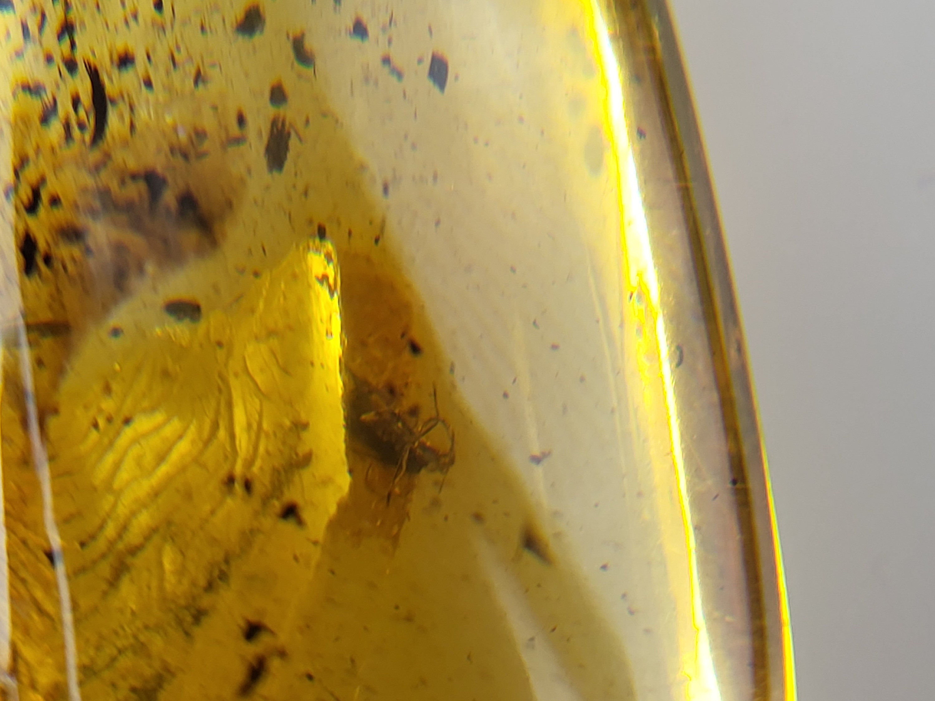 Baltic Amber Stone Inclusion, Mosquito / Bug Inside, Very Rare Amber ...