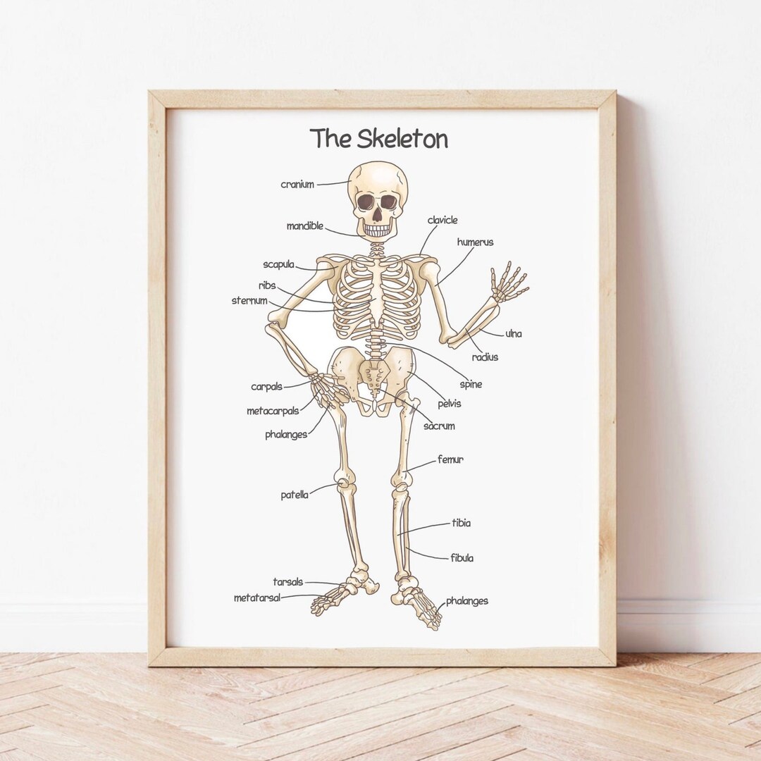 Skeletal Poster Kids Learning Matching Montessori Science - Etsy