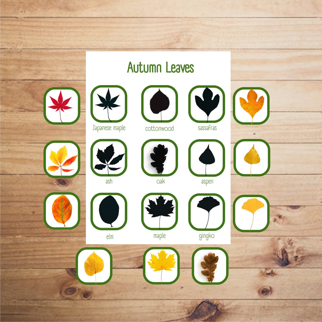 Fall Leaf Matching Handwriting Practice Autumn Science - Etsy