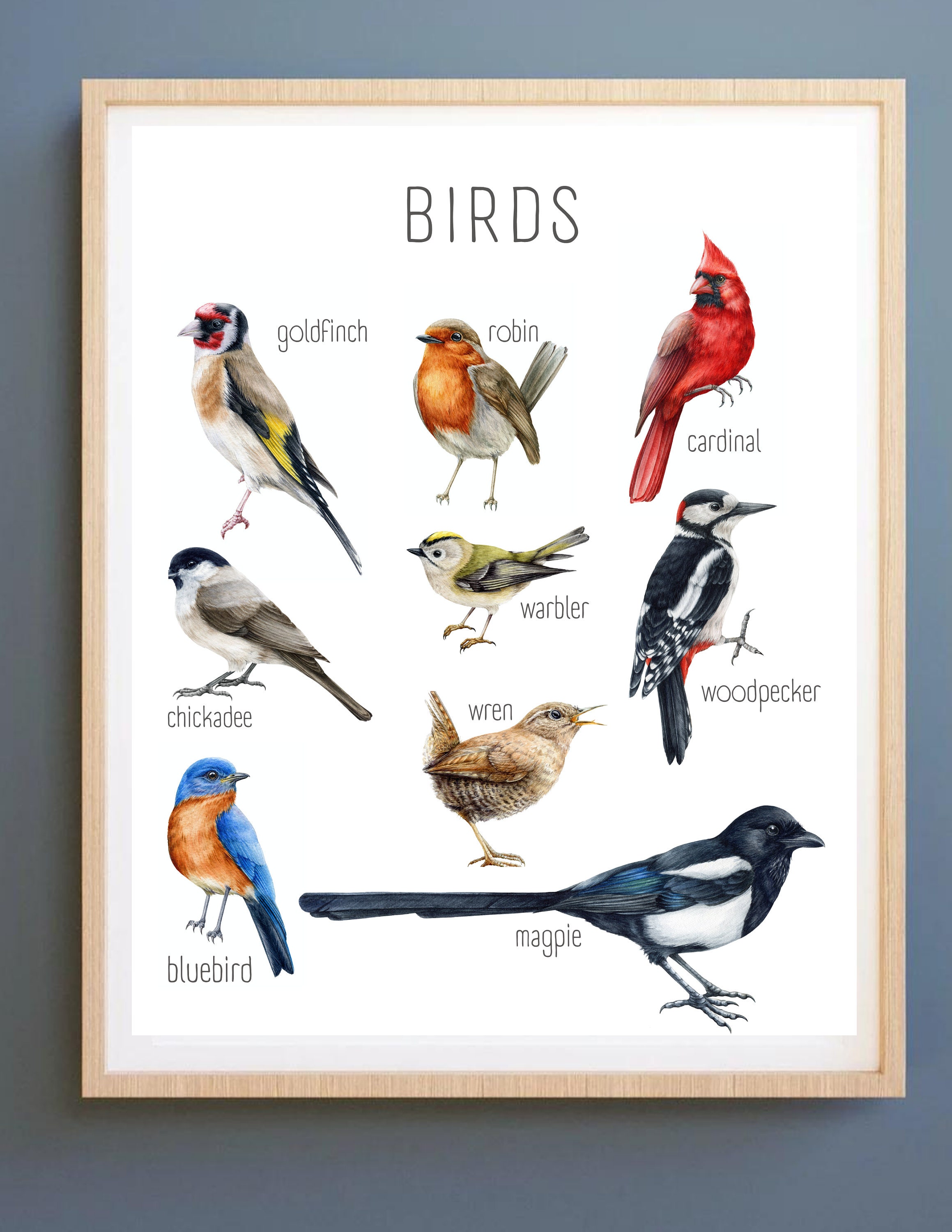 Chart Educational Birds Poster, Common Birds Print, Printable Wall Art ...