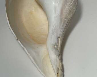 Large Conch Shell - Etsy