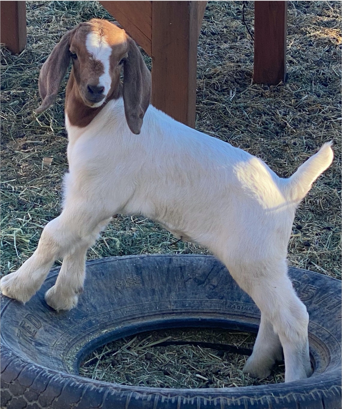 Baby Boer Goat - Etsy