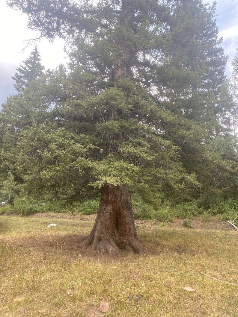 Misty Pine Tree - Etsy