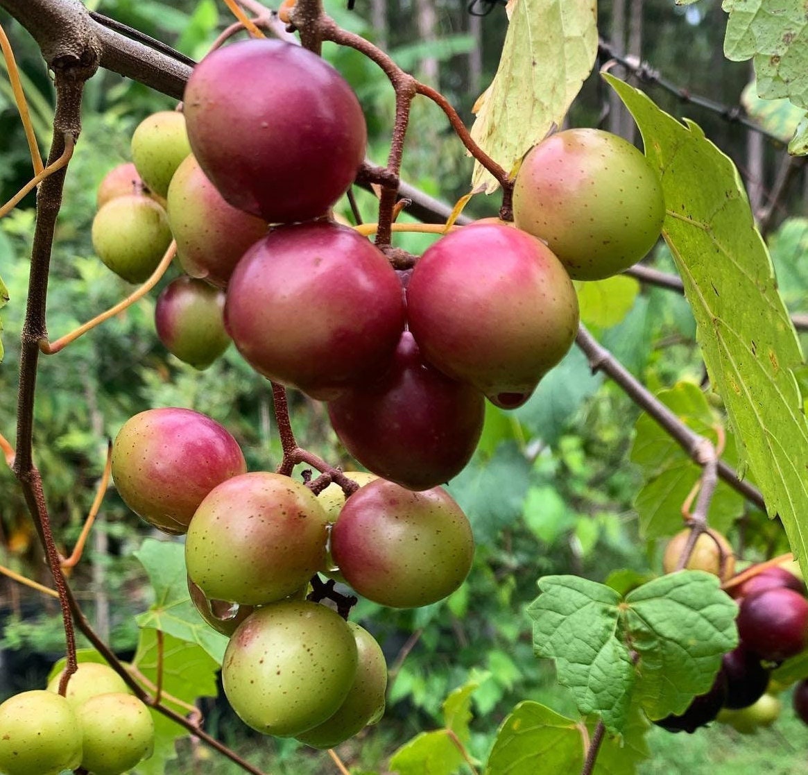 Crooked Tail Shop — Crooked Tail Family Farm