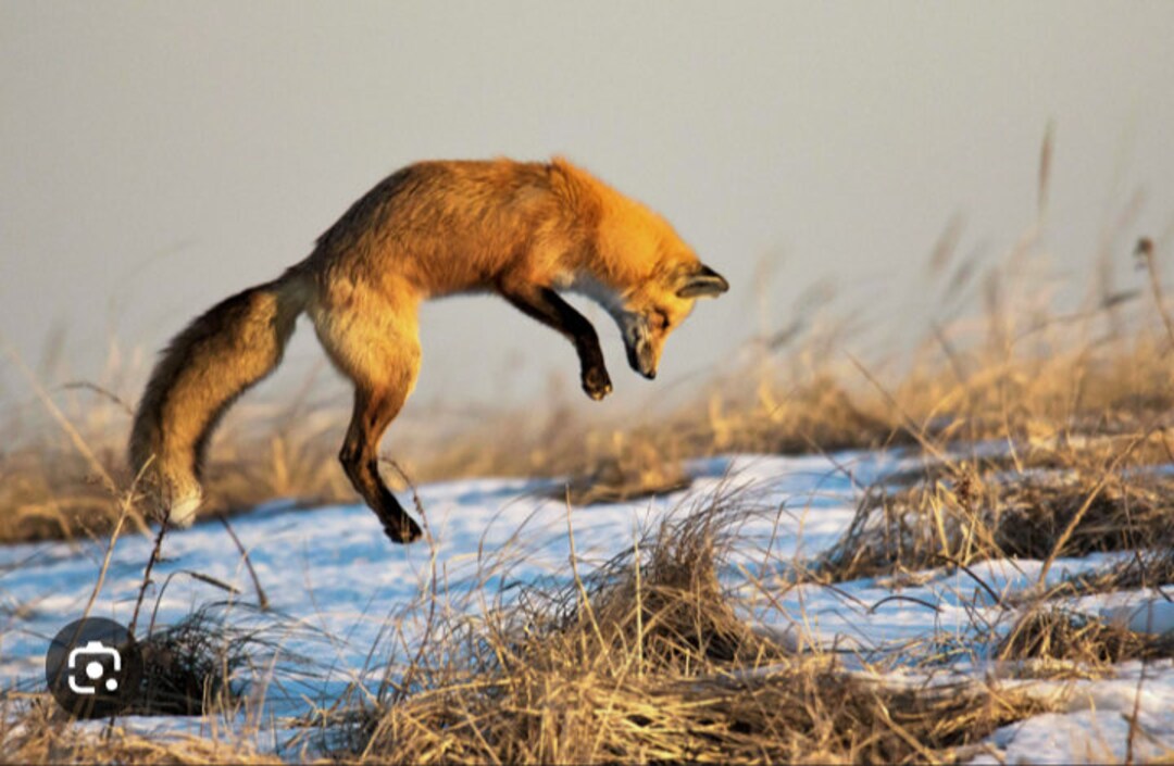 Red Fox frozen Whole New Inventory - Etsy