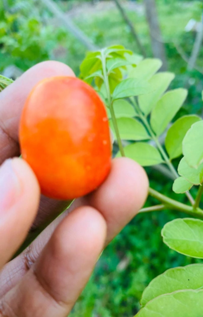 The Jocote Plum Tree or Spanish Plum, Hog Plum, Spondias Purpurea, Red ...