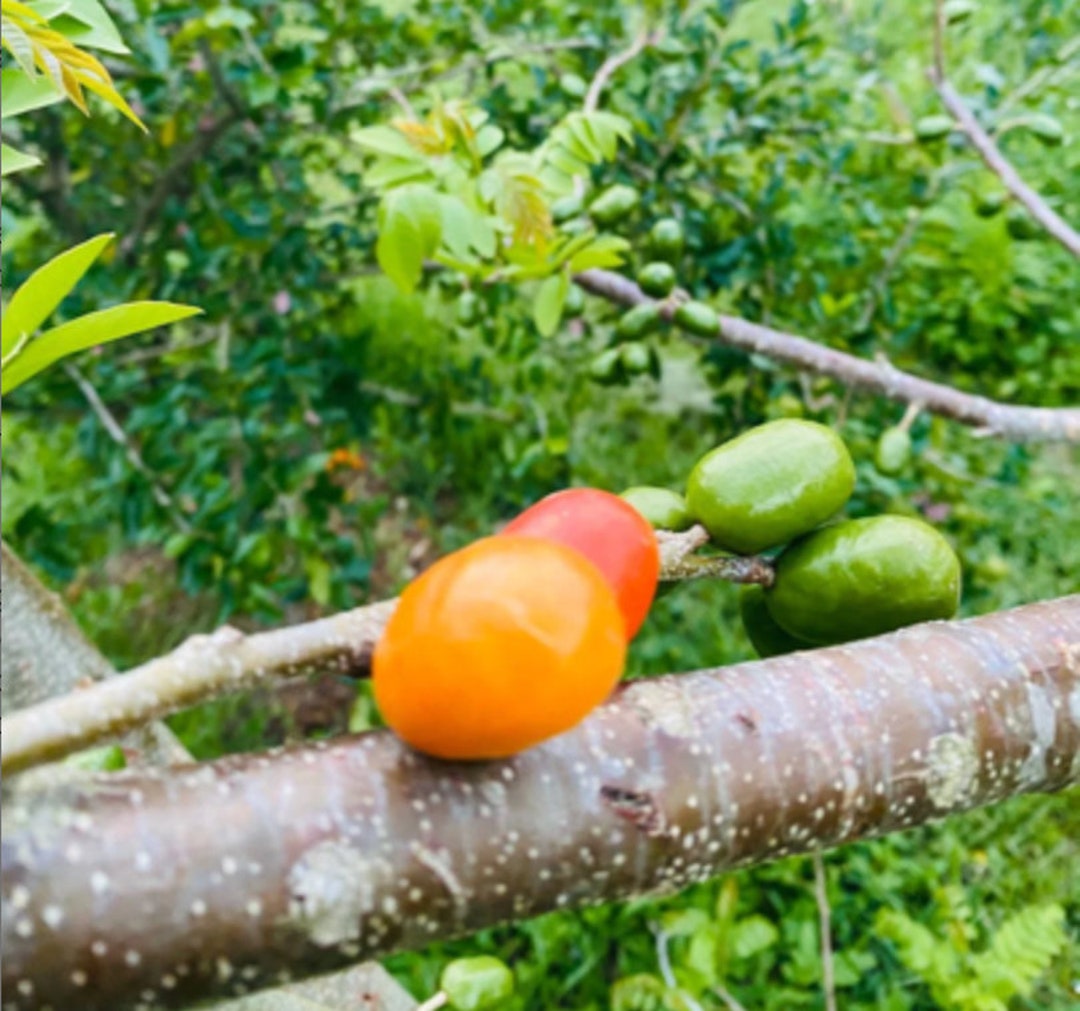 The Jocote Plum Tree or Spanish Plum, Hog Plum, Spondias Purpurea, Red ...