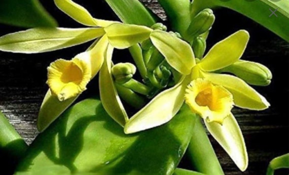 Vanilla orchid plant store