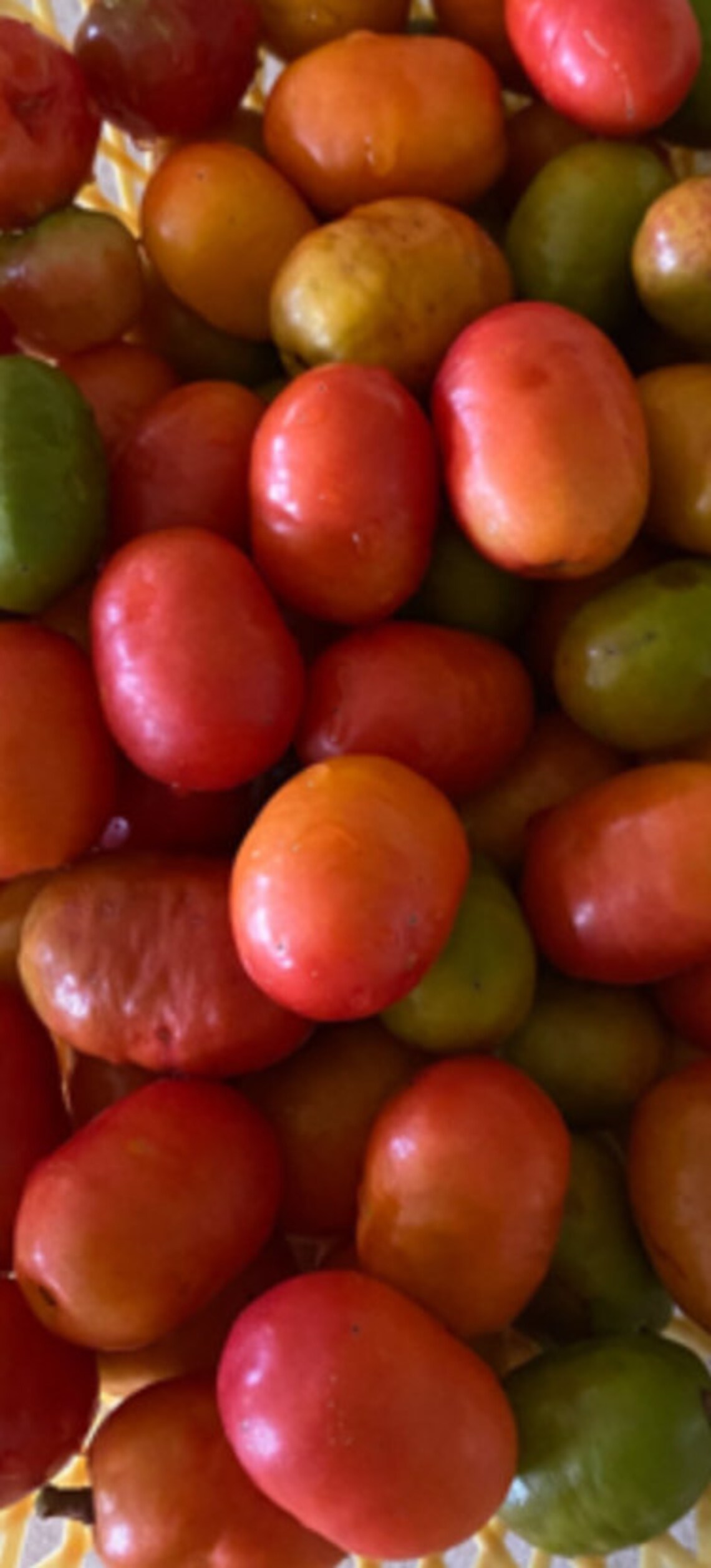 The Jocote Plum Tree or Spanish Plum, Hog Plum, Spondias Purpurea, Red ...