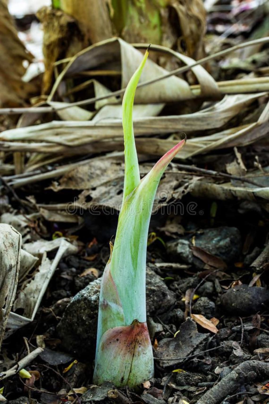 Bulkan Banana Yellow Corm Live Plant - Etsy