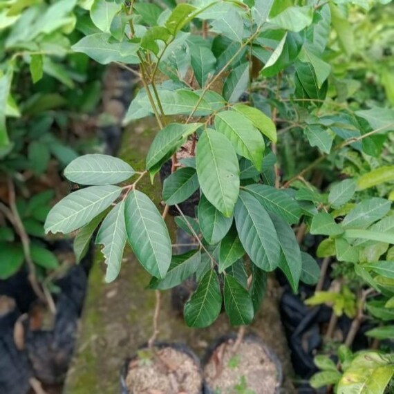 Rambutan Tree Leaf