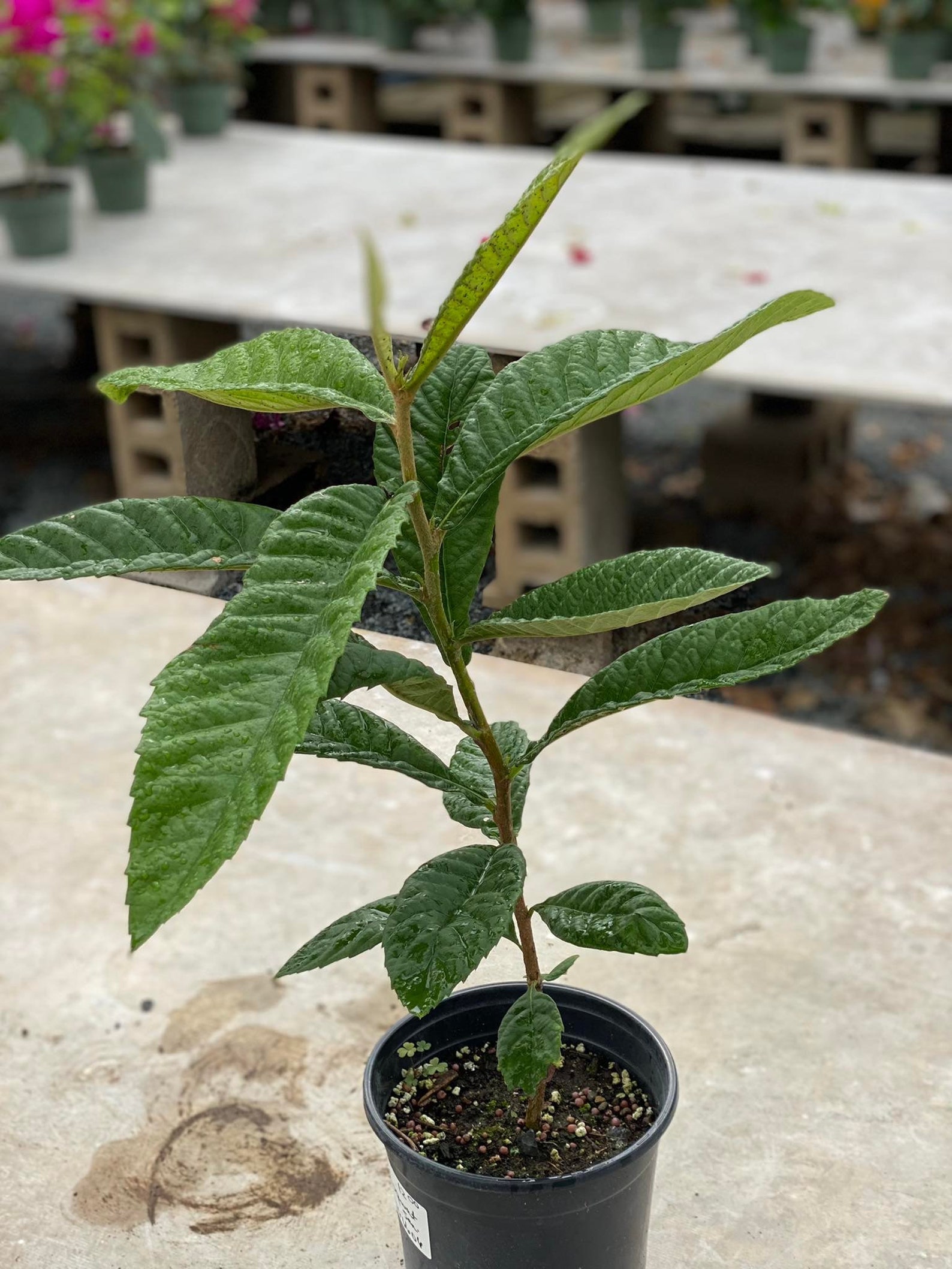 Grafted Japanese Loquat Sapodilla eriobotrya Japonica - Etsy