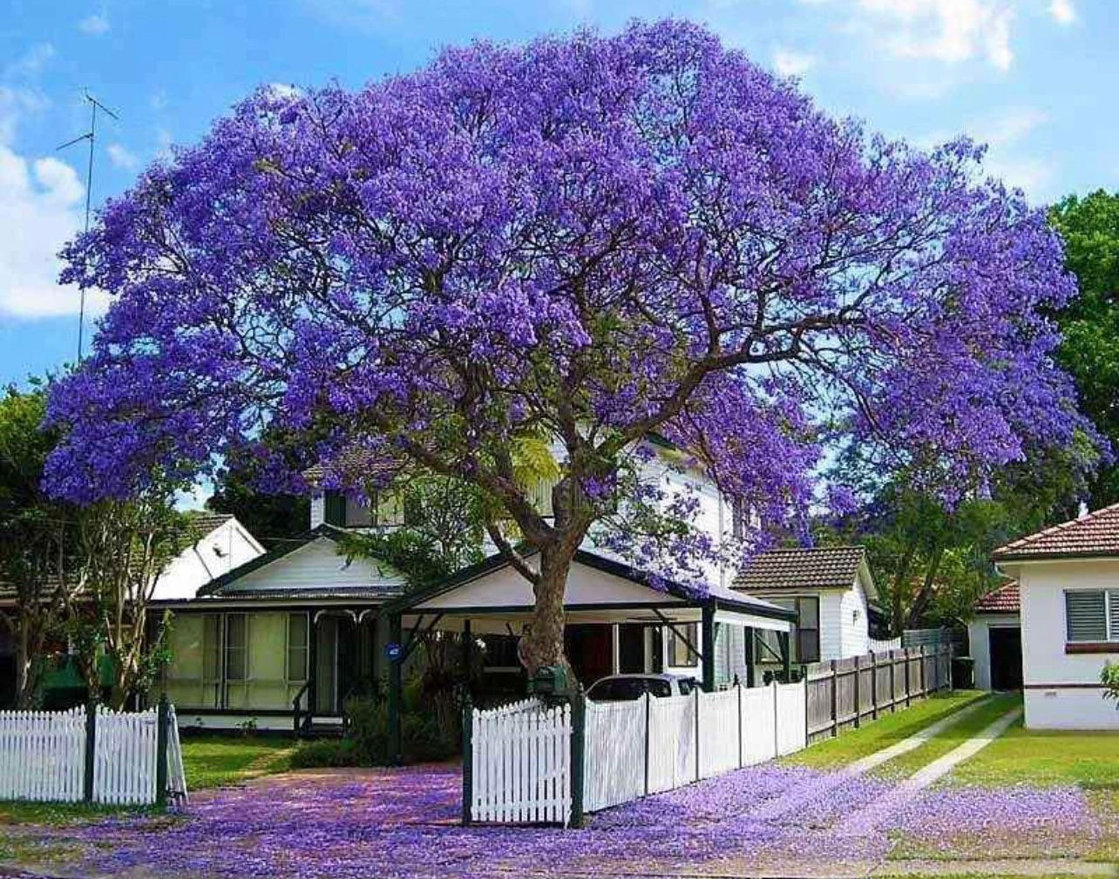 Blue Jacaranda flamboyant Azul Live Tree 10in-2ft - Etsy