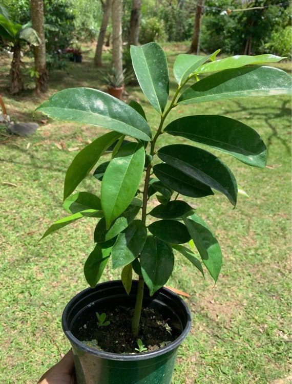 Guanabana Tree