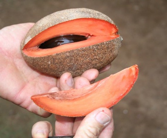 Mamey In English