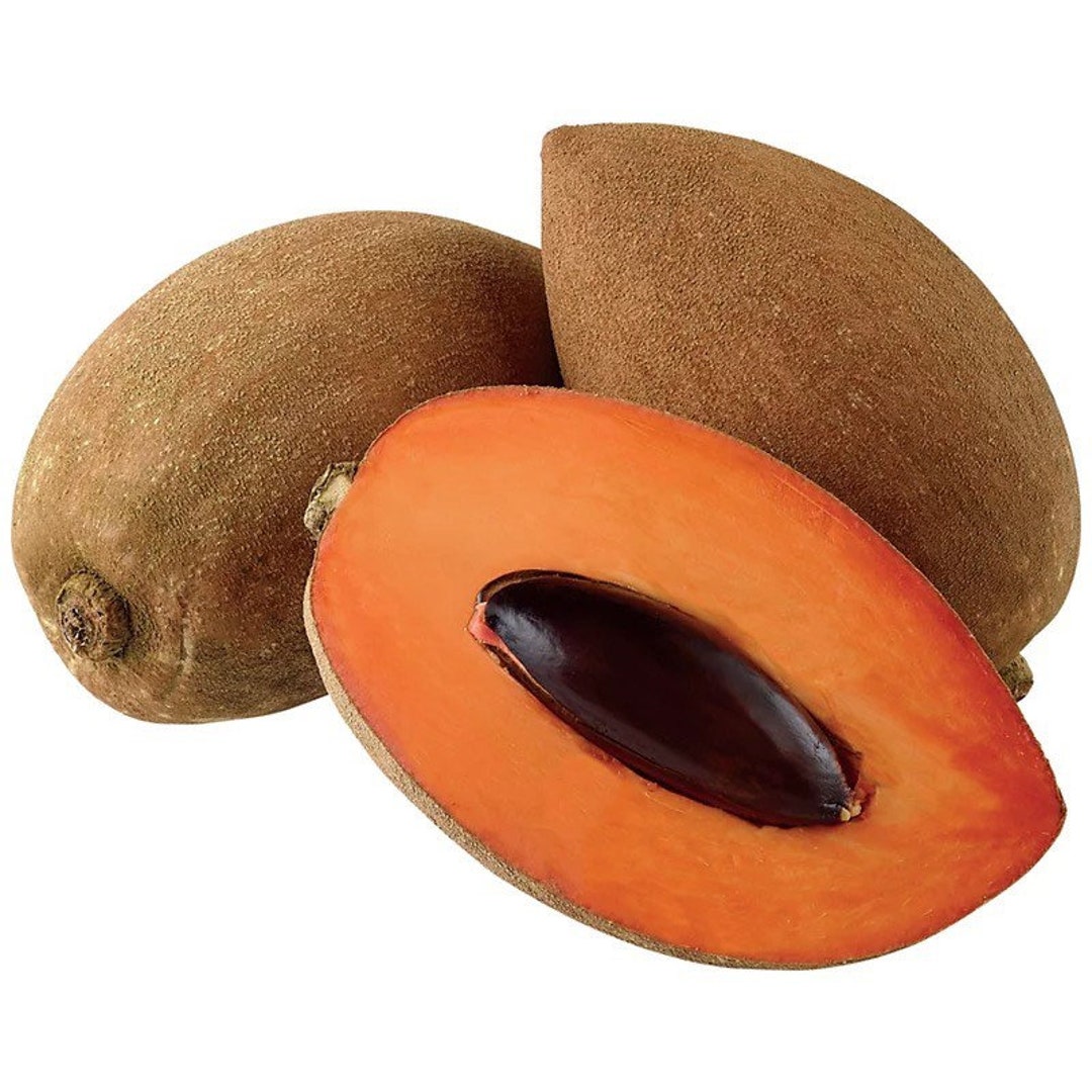 Mamey Zapote Pouteria sapota Live Fruit tree 5in to 24in GFS - Etsy Portugal