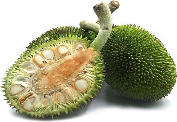 Breadfruit Breadnut artocarpus Altilis Seeded GFS Live Tree - Etsy