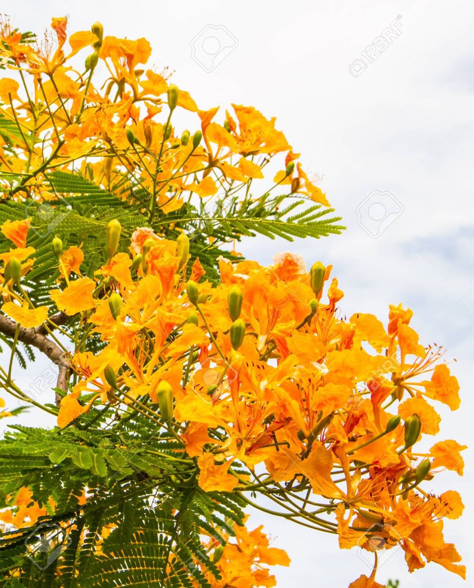 Yellow Flamboyant Tree