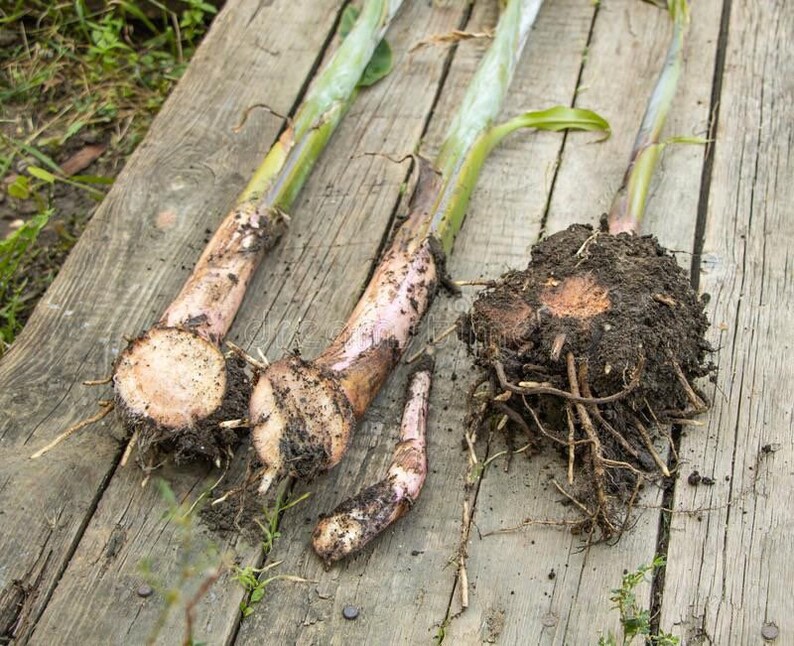 Bulkan Banana Yellow Corm Live Plant - Etsy