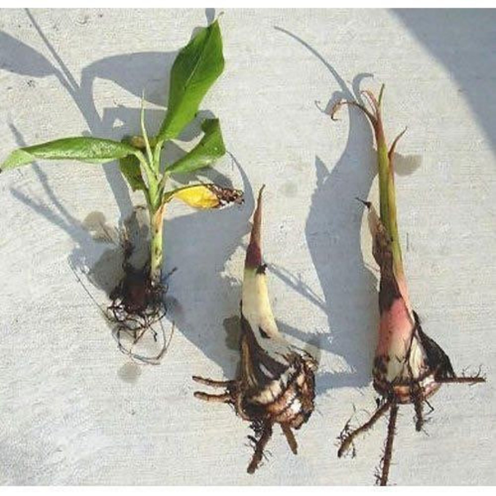 Bulkan Banana Yellow Corm Live Plant - Etsy