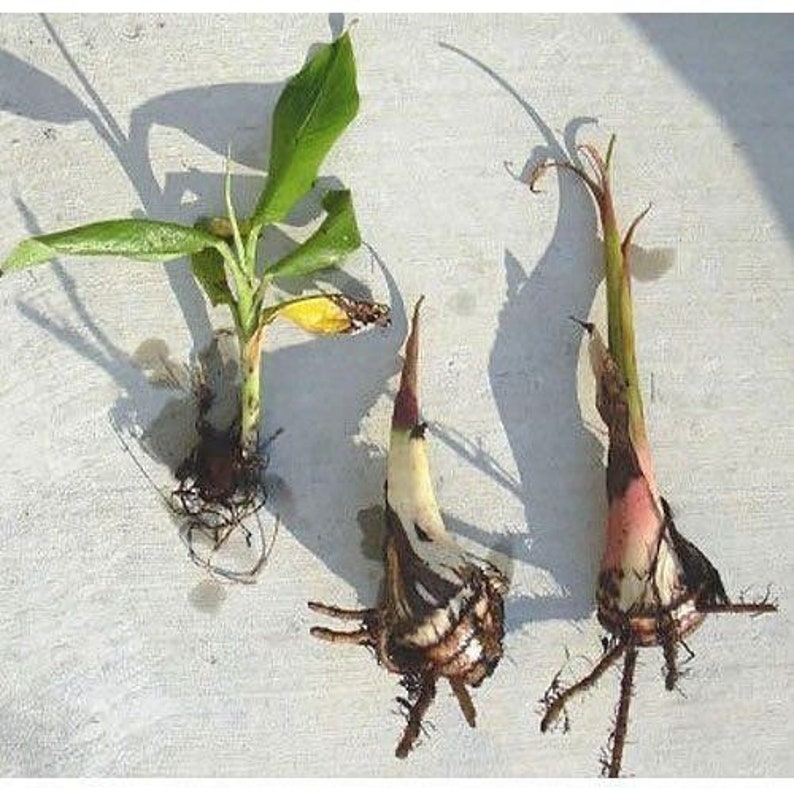 Bulkan Banana Yellow Corm Live Plant - Etsy