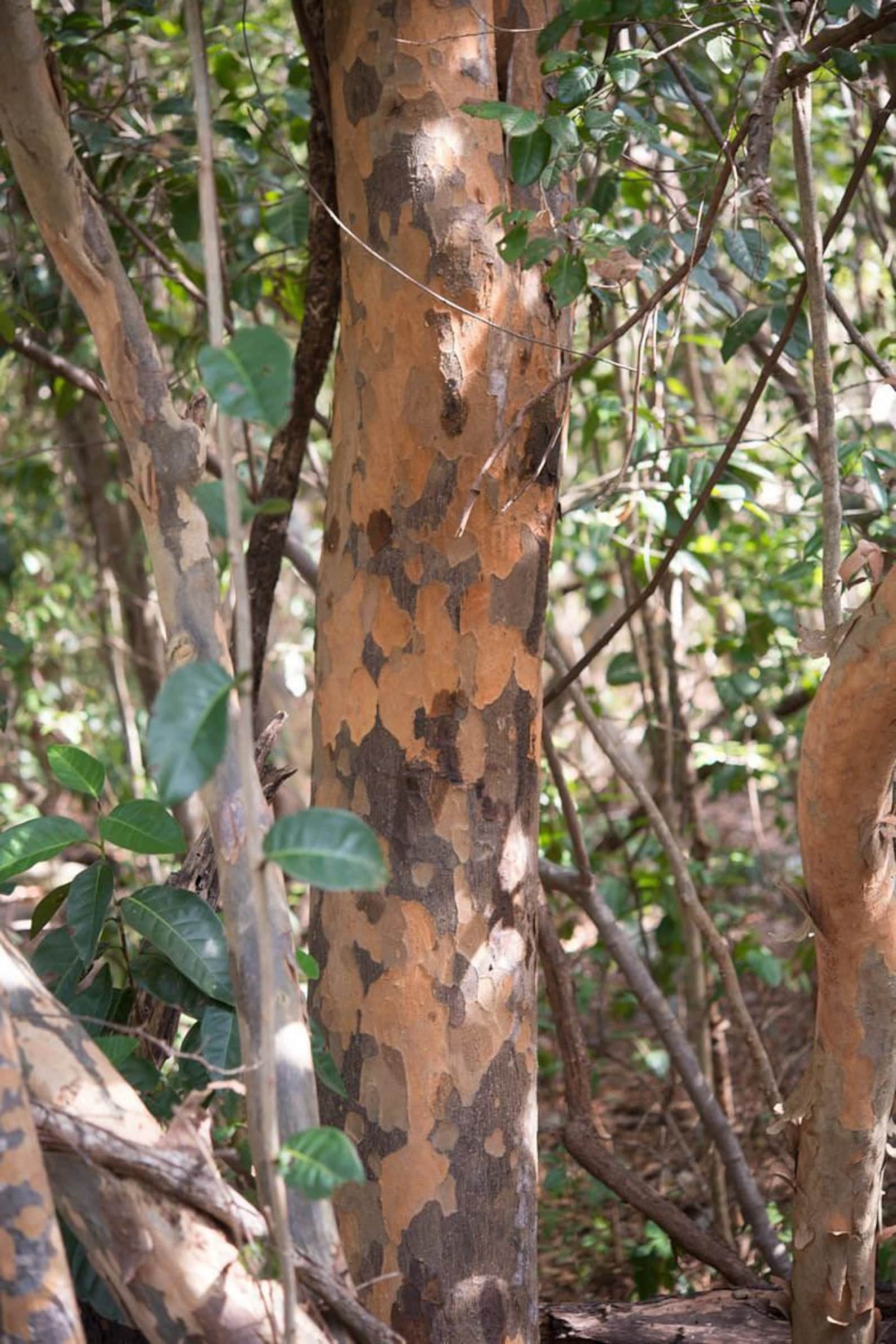 Rare Mauby Mavi colubrina Elliptica Live Plant - Etsy