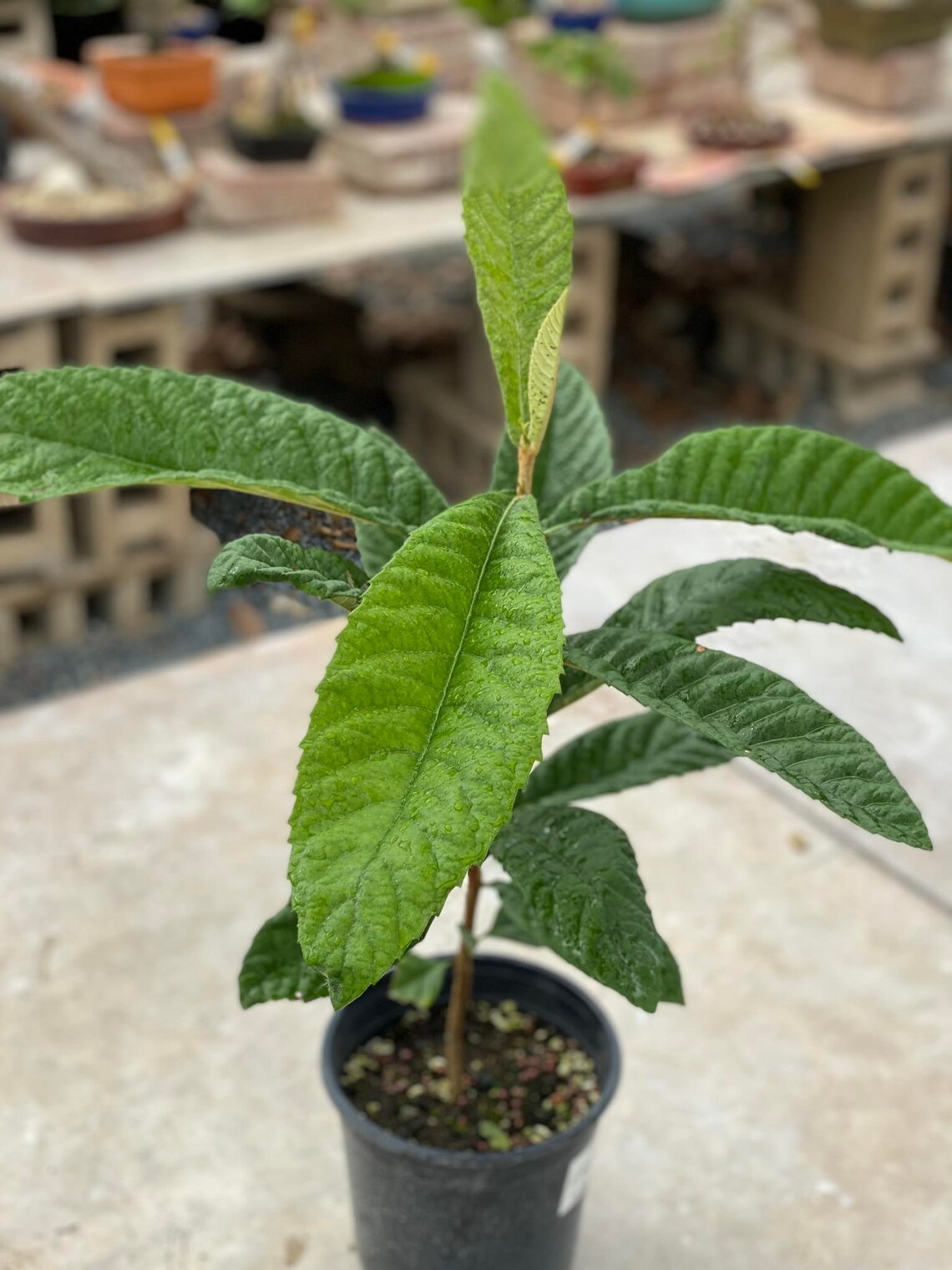 Grafted Japanese Loquat Sapodilla eriobotrya Japonica - Etsy