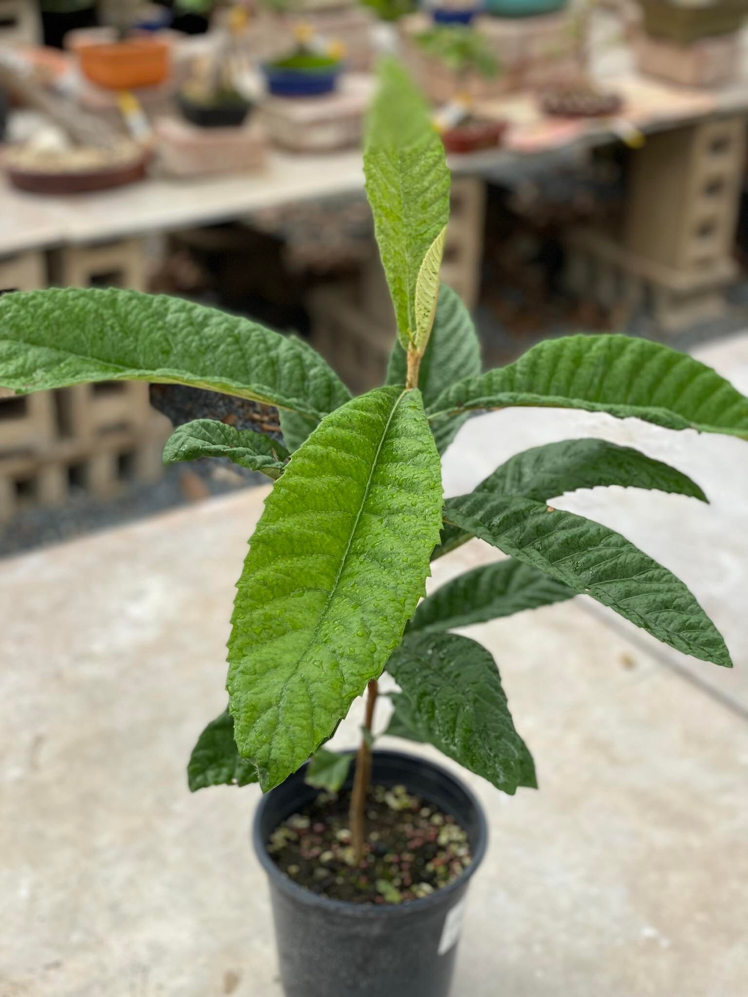 Grafted Japanese Loquat Sapodilla eriobotrya Japonica - Etsy