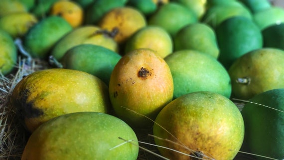 Alphonso Mango Price
