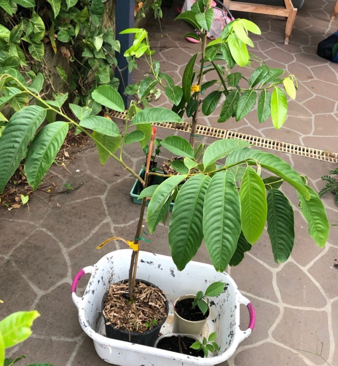 Rollinia Annona Mucosa Plántula de fruta viva - Etsy México