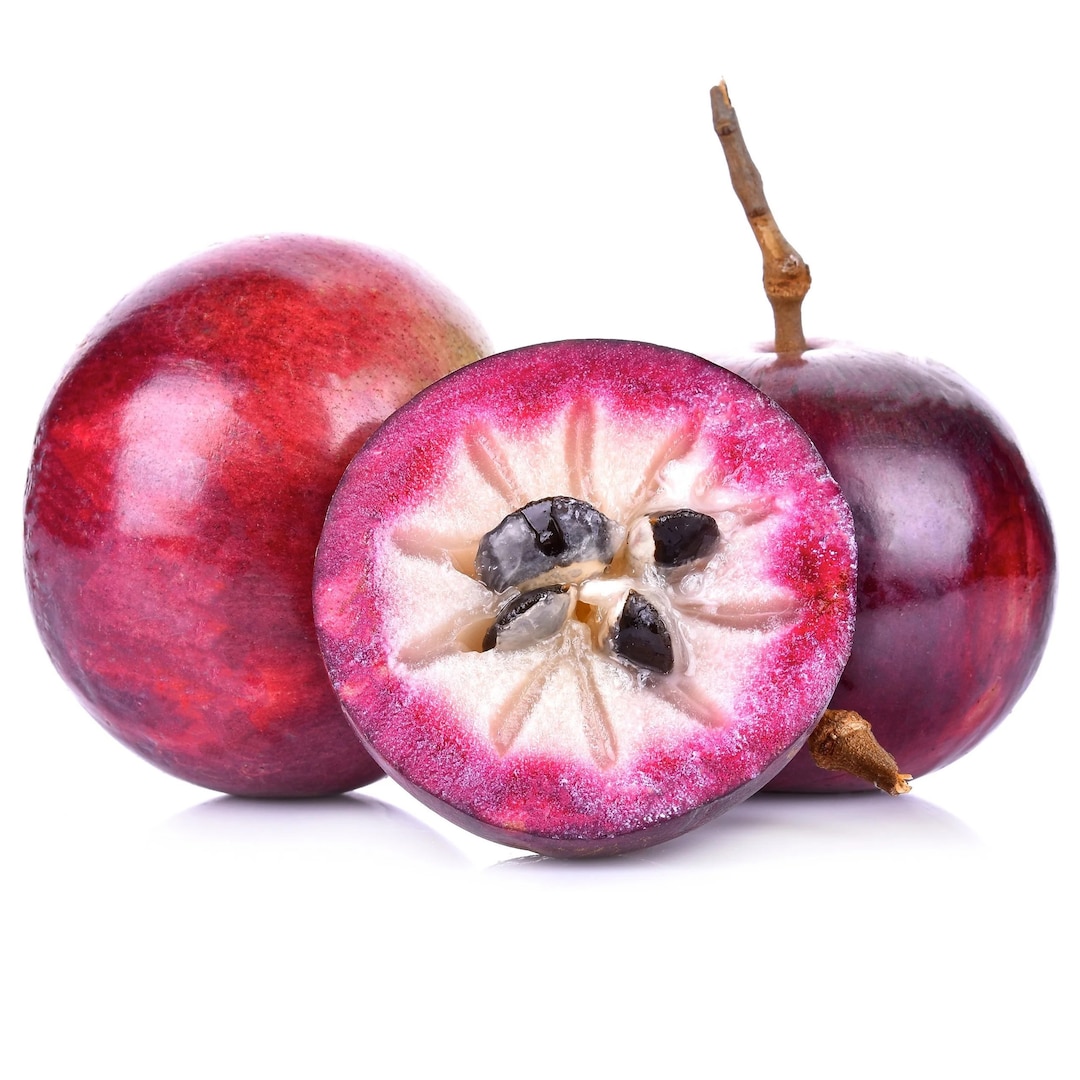 Caimito 1.5ft-2ft Purple chrysophyllum Albidum Star Apple Caimito Fruit ...