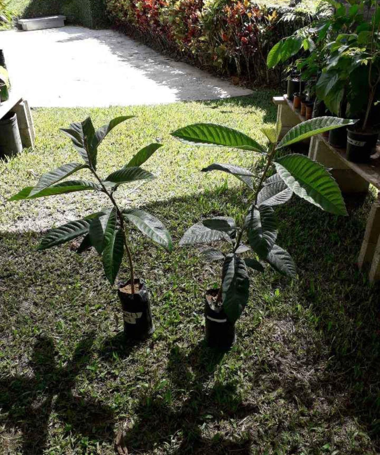 Grafted Japanese Loquat Sapodilla eriobotrya Japonica - Etsy
