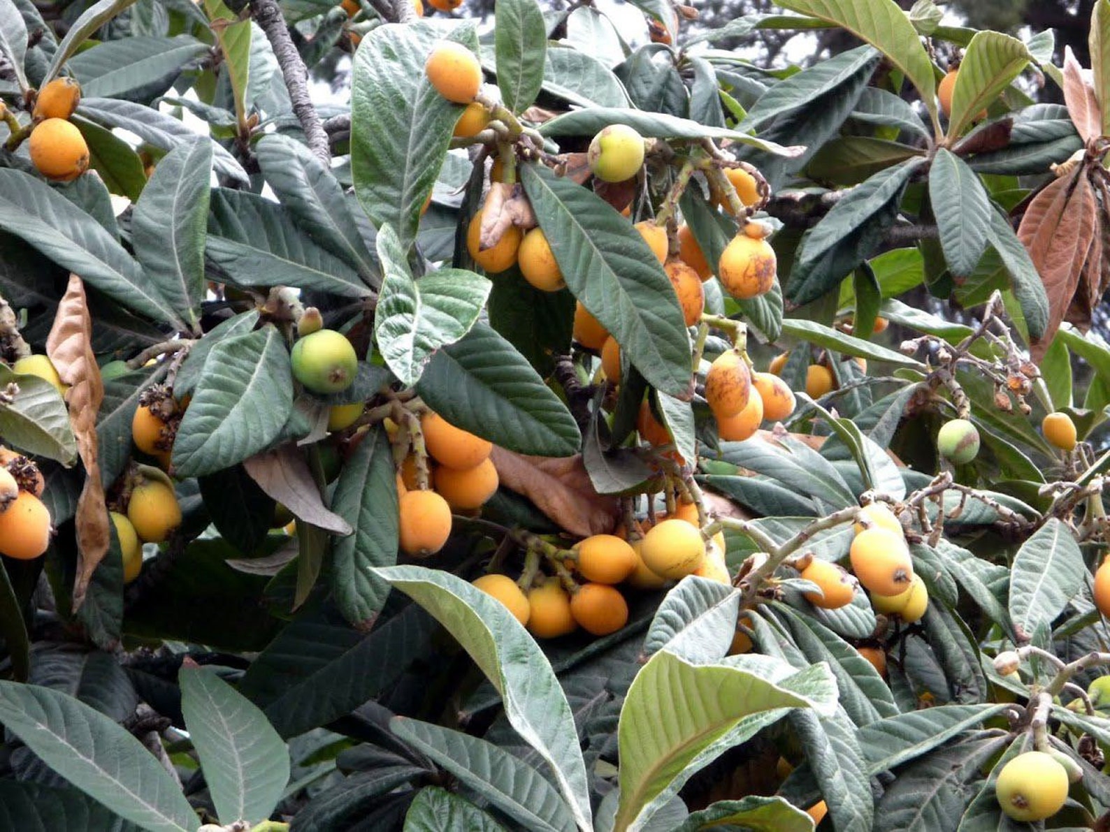 Big Japanese Loquat Sapodilla eriobotrya Japonica Nispero - Etsy