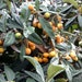 Big Japanese Loquat Sapodilla eriobotrya Japonica Nispero Japones Live ...