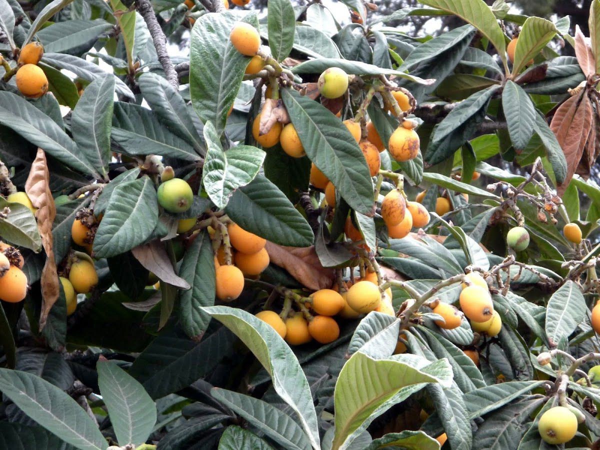 Big Japanese Loquat Sapodilla eriobotrya Japonica Nispero - Etsy