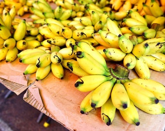 Musa Ornata Lavender Banana Live Rhizome Tropical Plant Exotic - Etsy