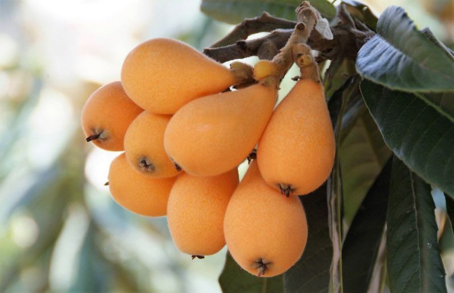 Big Japanese Loquat Sapodilla eriobotrya Japonica Nispero - Etsy