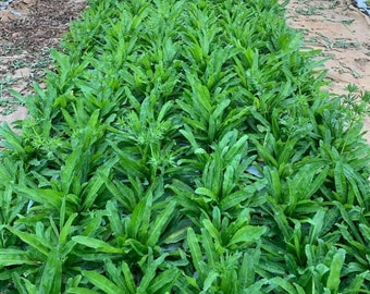 Recao Culantro Plant - Etsy