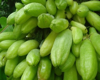 10x Fresh Bilimbi Averrhoa Seeds, Exotic Sorrel Cucumber Fruit Tree ...