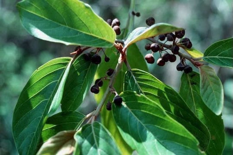 Rare Mauby Mavi colubrina Elliptica Live Plant - Etsy
