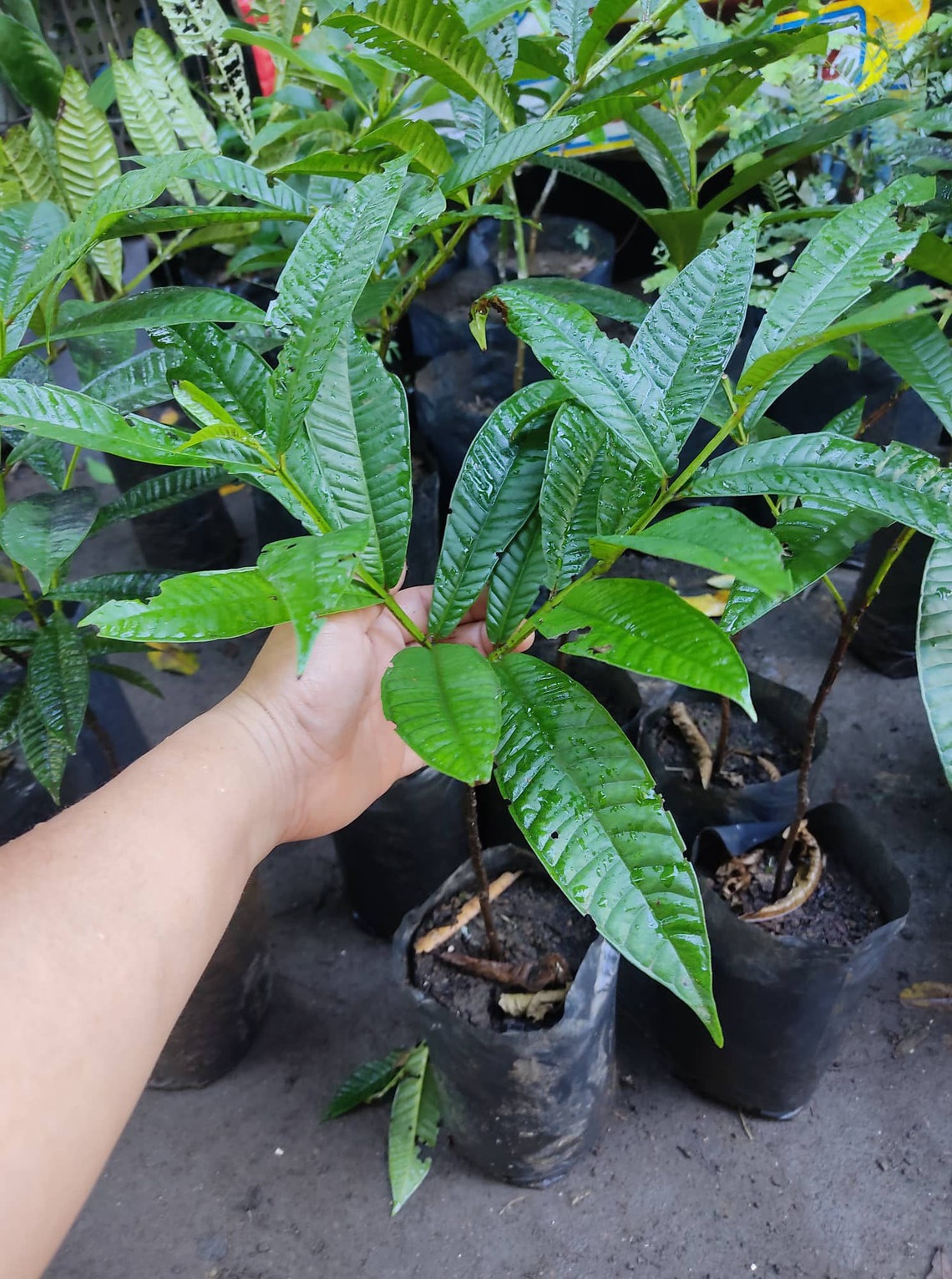 Lipote syzygium Polycephaloides Live Fruit Tree - Etsy