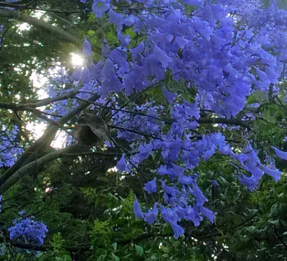 Blue Jacaranda flamboyan Azul Live Tree 10in-2ft - Etsy