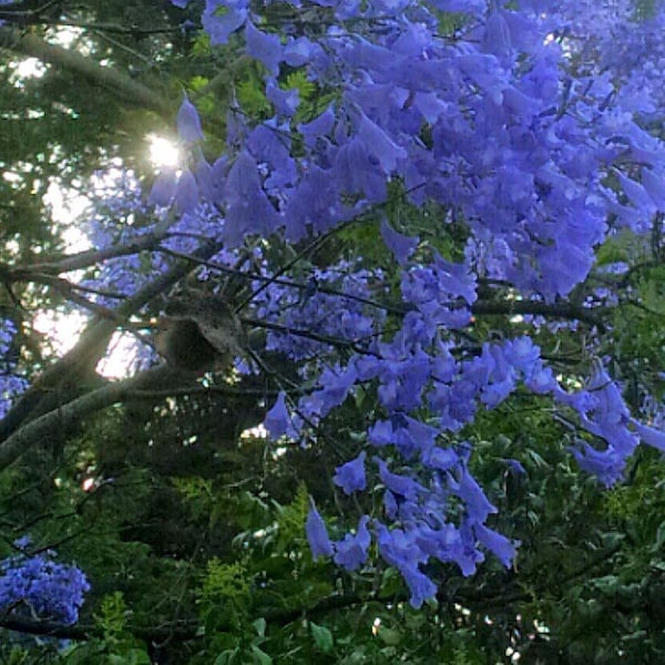 Dwarf Jacaranda Tree - Etsy
