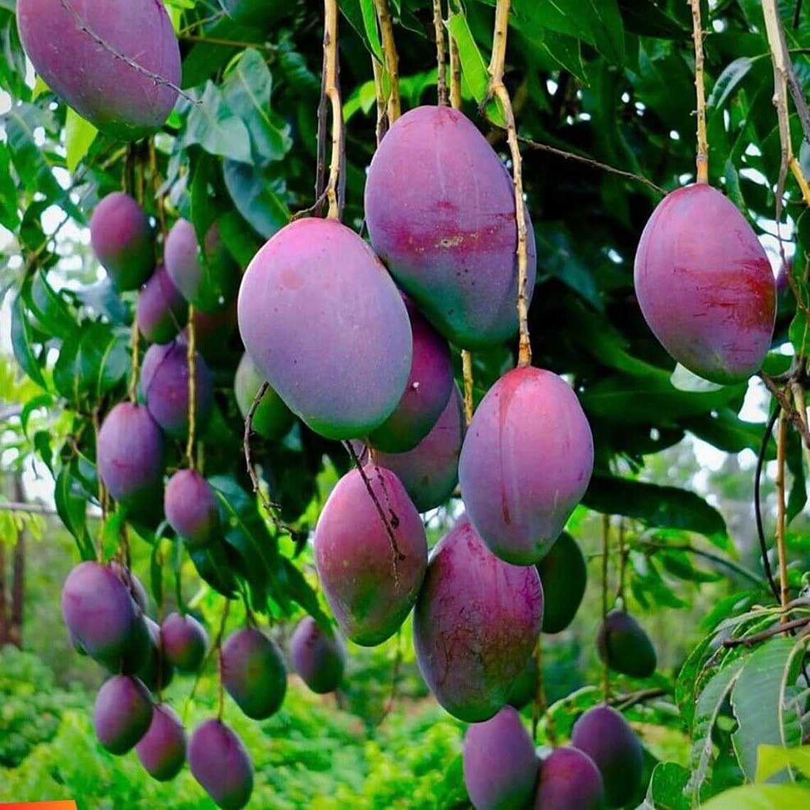 2-3ft Grafted Palmer Mango mangifera Indica Tree - Etsy